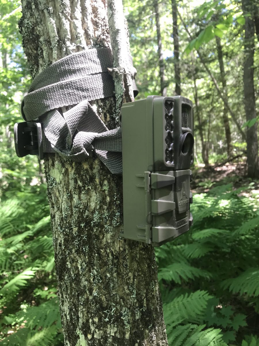 How To Hunt & Scout Deer In September (The Summer/Fall Shift)