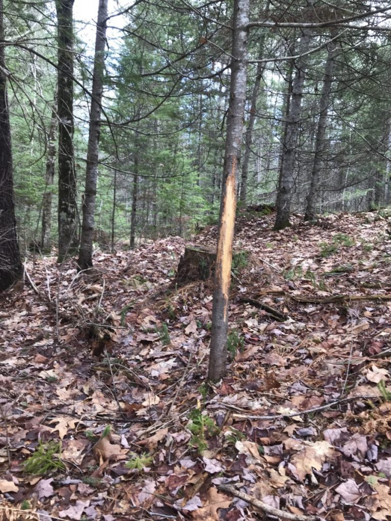 15 Most Important Deer Hunting Tips of All-Time