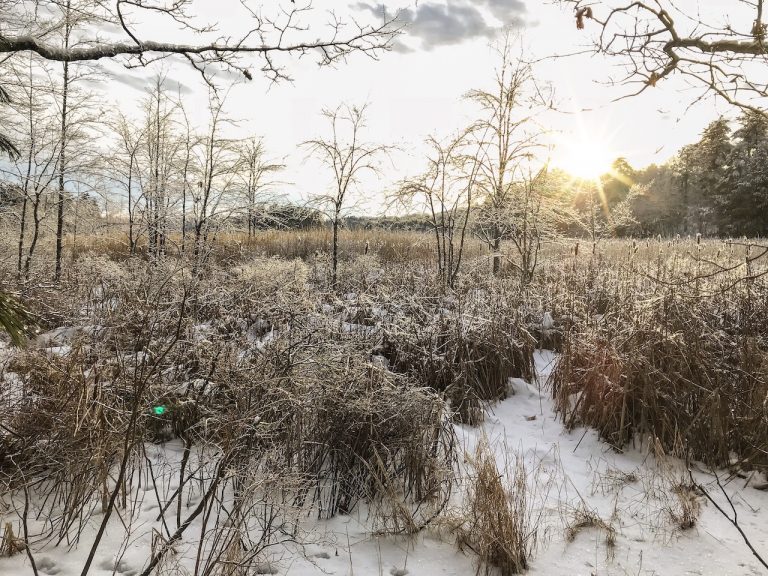 21 Best Plants Deer Hunters Should Know To Improve Hunting Success