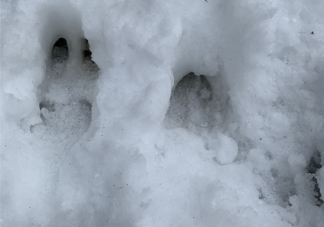Big Buck Tracks - What Do They Look Like? (With Photos) | Buck Track ID