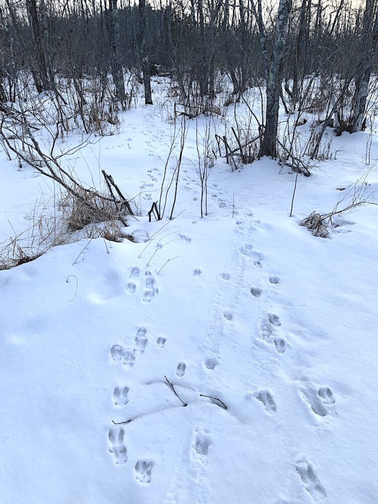 Big Buck Tracks - What Do They Look Like? (With Photos) | Buck Track ID