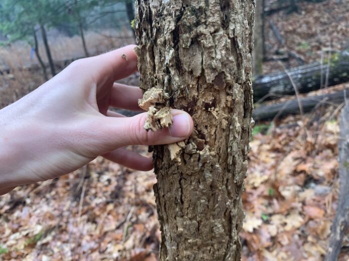 17 Ash Tree Species | How to Easily Identify & Differentiate Ash Trees