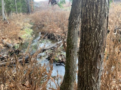 17 Ash Tree Species | How to Easily Identify & Differentiate Ash Trees