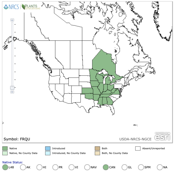 17 Ash Tree Species | How to Easily Identify & Differentiate Ash Trees