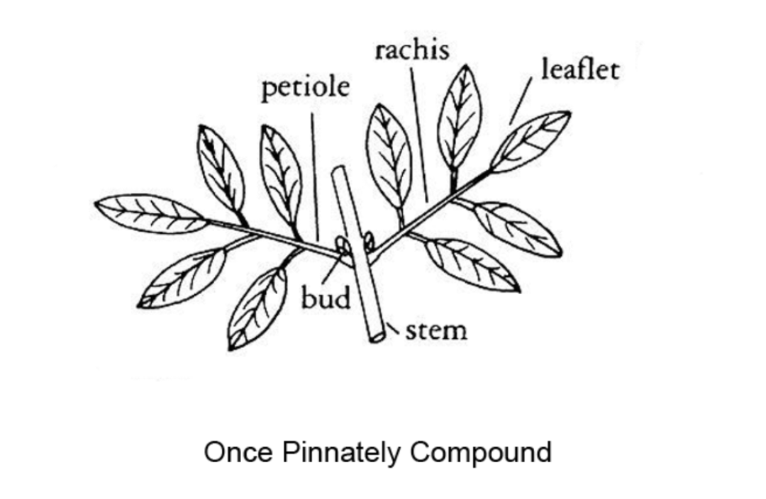 17 Ash Tree Species | How to Easily Identify & Differentiate Ash Trees