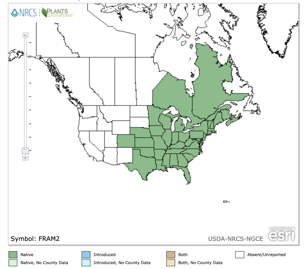17 Ash Tree Species | How to Easily Identify & Differentiate Ash Trees