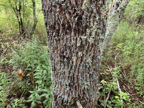 17 Ash Tree Species | How to Easily Identify & Differentiate Ash Trees