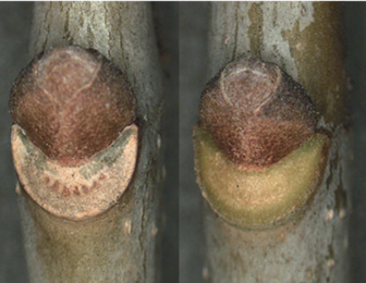 17 Species Of Ash Tree Leaves (with Pictures)