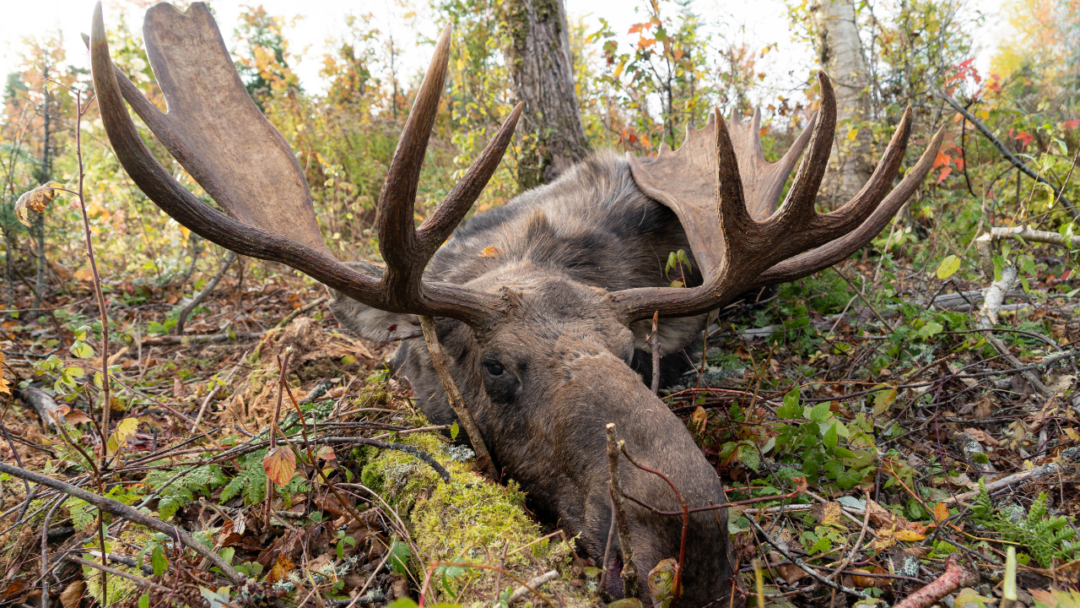 How To Hunt Maine Moose During The Rut - Tips For Finding Rutting Bulls