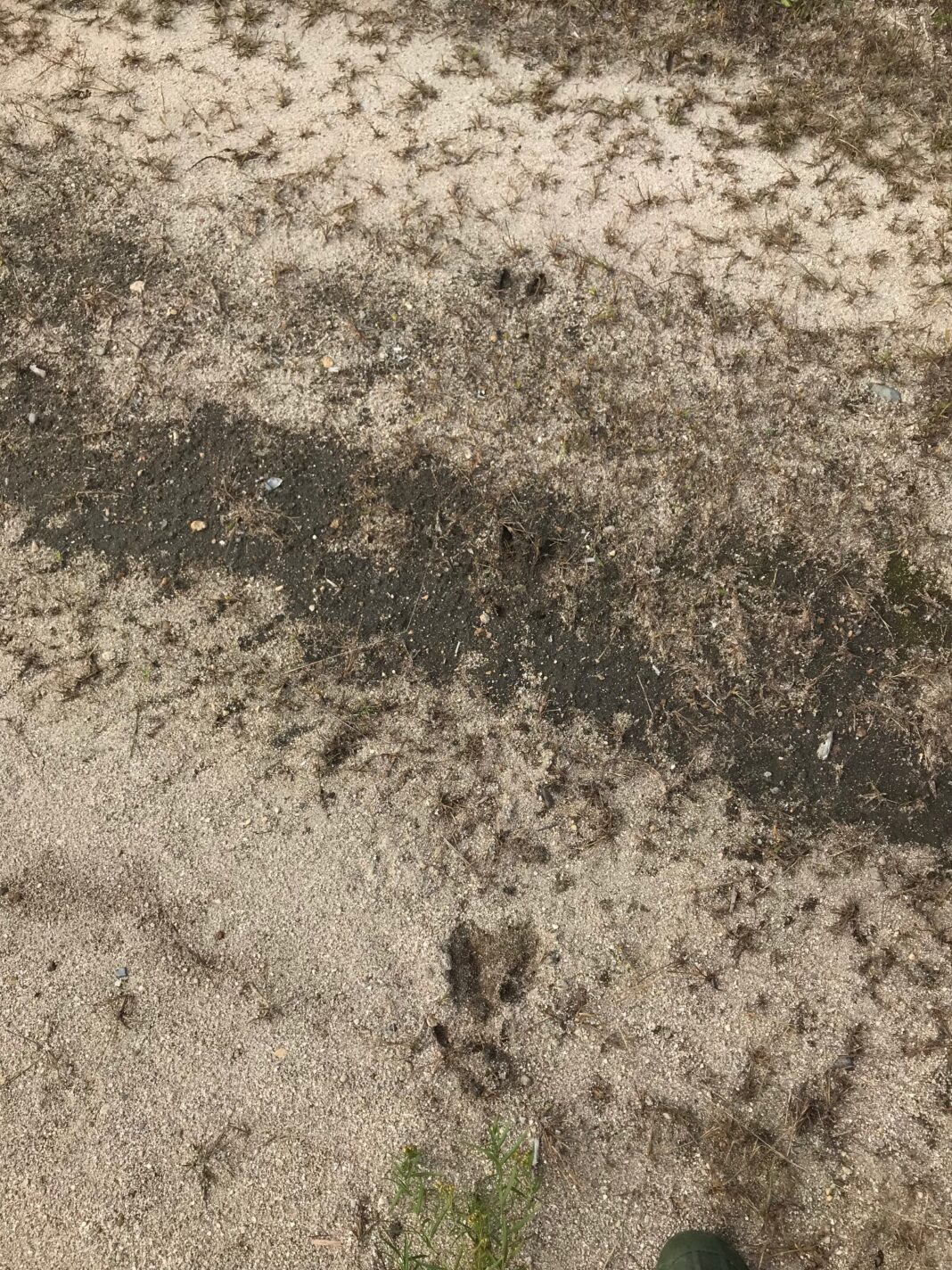 Big Buck Tracks - What Do They Look Like? (With Photos) | Buck Track ID