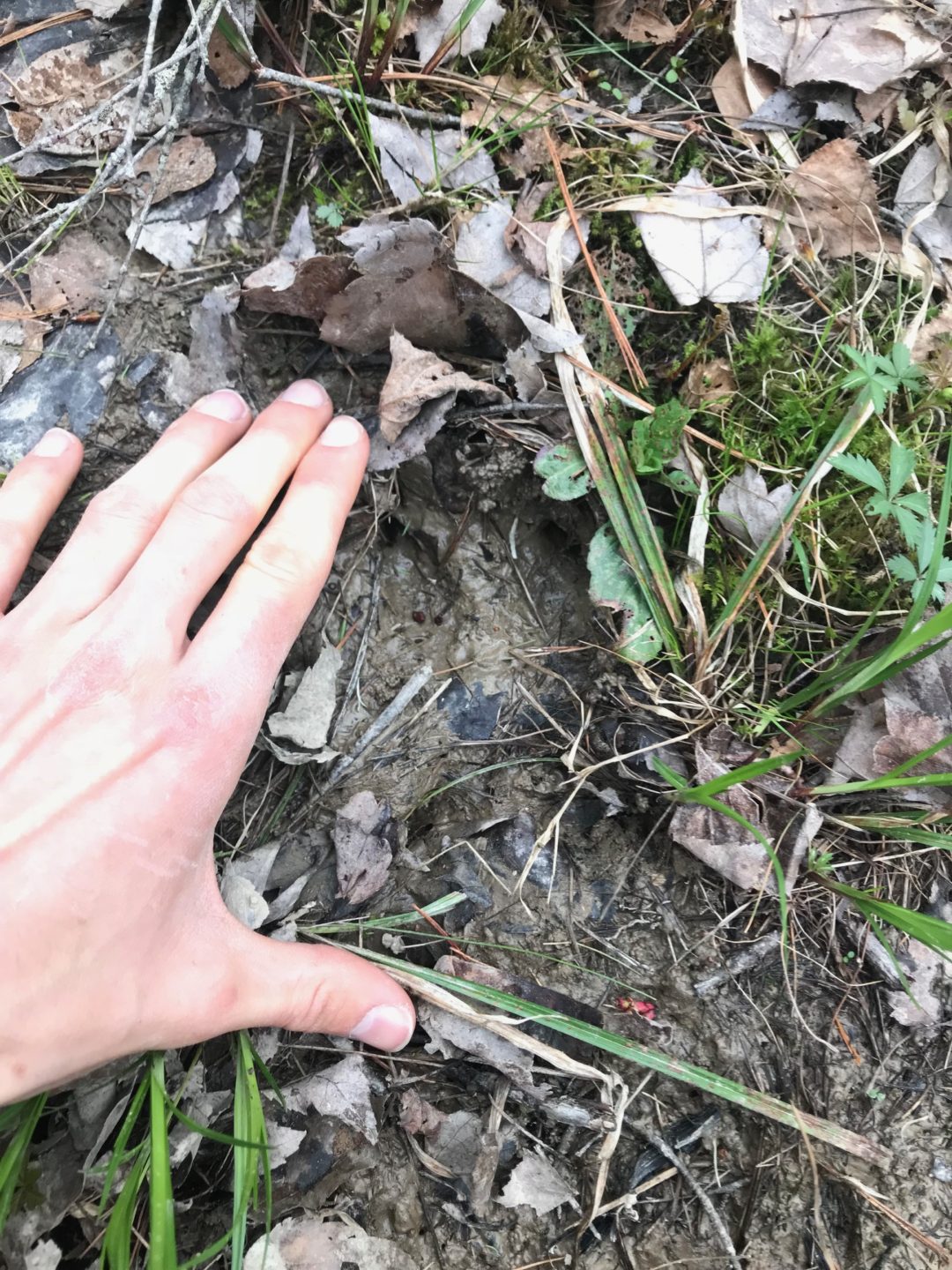 Big Buck Tracks - What Do They Look Like? (With Photos) | Buck Track ID