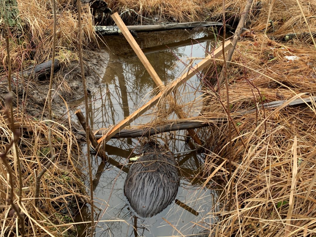 How To Trap Beavers For Beginners (Sets & Gear)