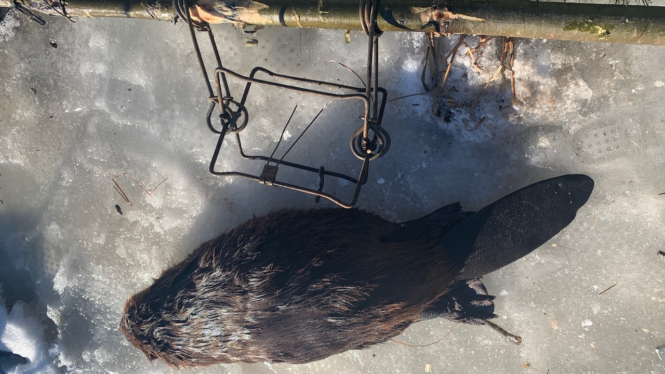 Beaver Trapping Gear For Beginners - The Essentials