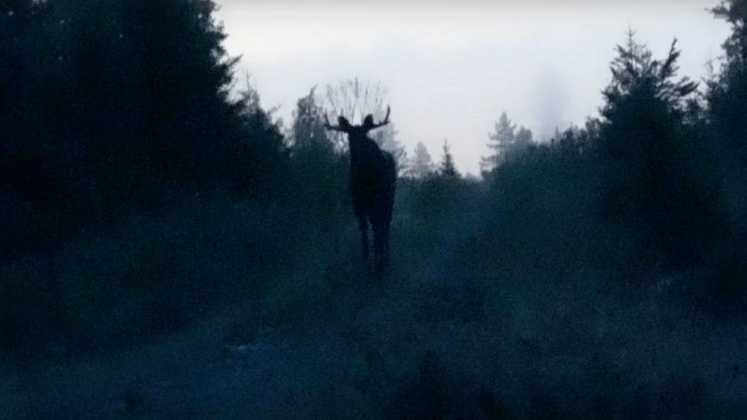 Where To See Moose In Maine (With Maps) | Jason Tome Outdoors